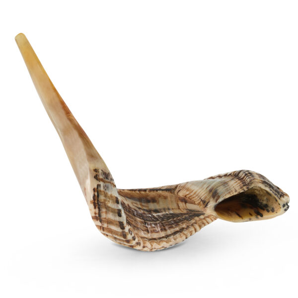 Kosher Shofars from Jerusalem | Handcrafted Shofars for Sale - Shofar ...